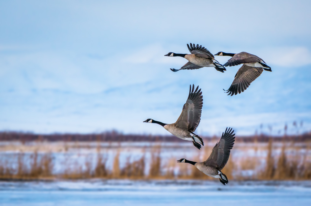 The Intriguing World of Animal Migration - Free Comprehension Cloze ...