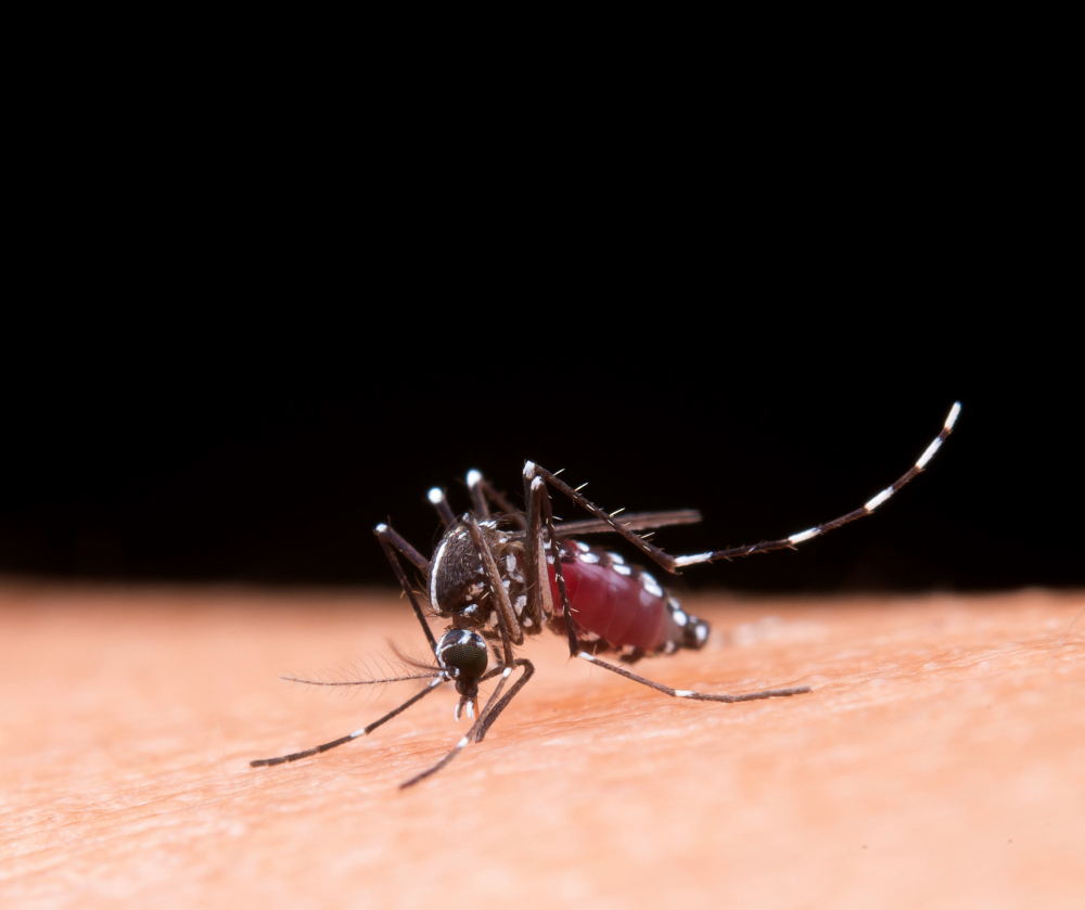 The Science Behind Mosquito Bites - Free Comprehension Cloze Passage ...