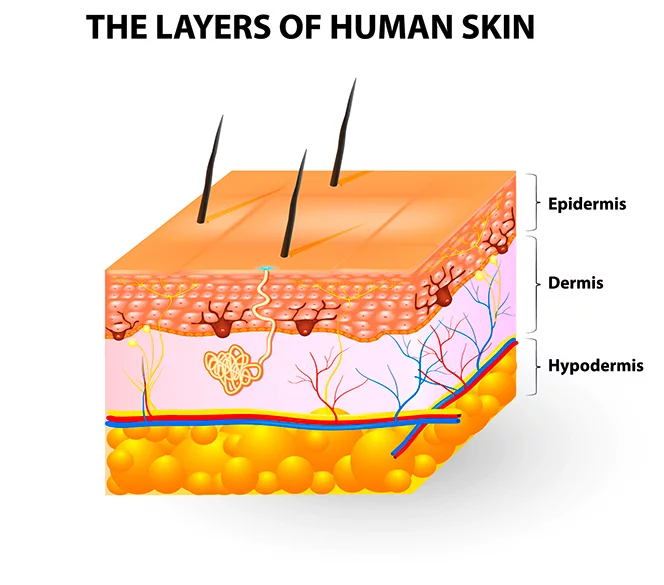 The Amazing World of Human Skin - Free Comprehension Cloze Passage ...